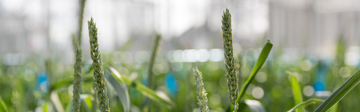 Plant Science BSc Hons - University of Nottingham