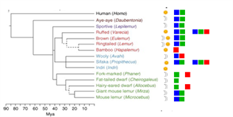 Colour vision in lemurs - an investigation into colour vision in 14 ...
