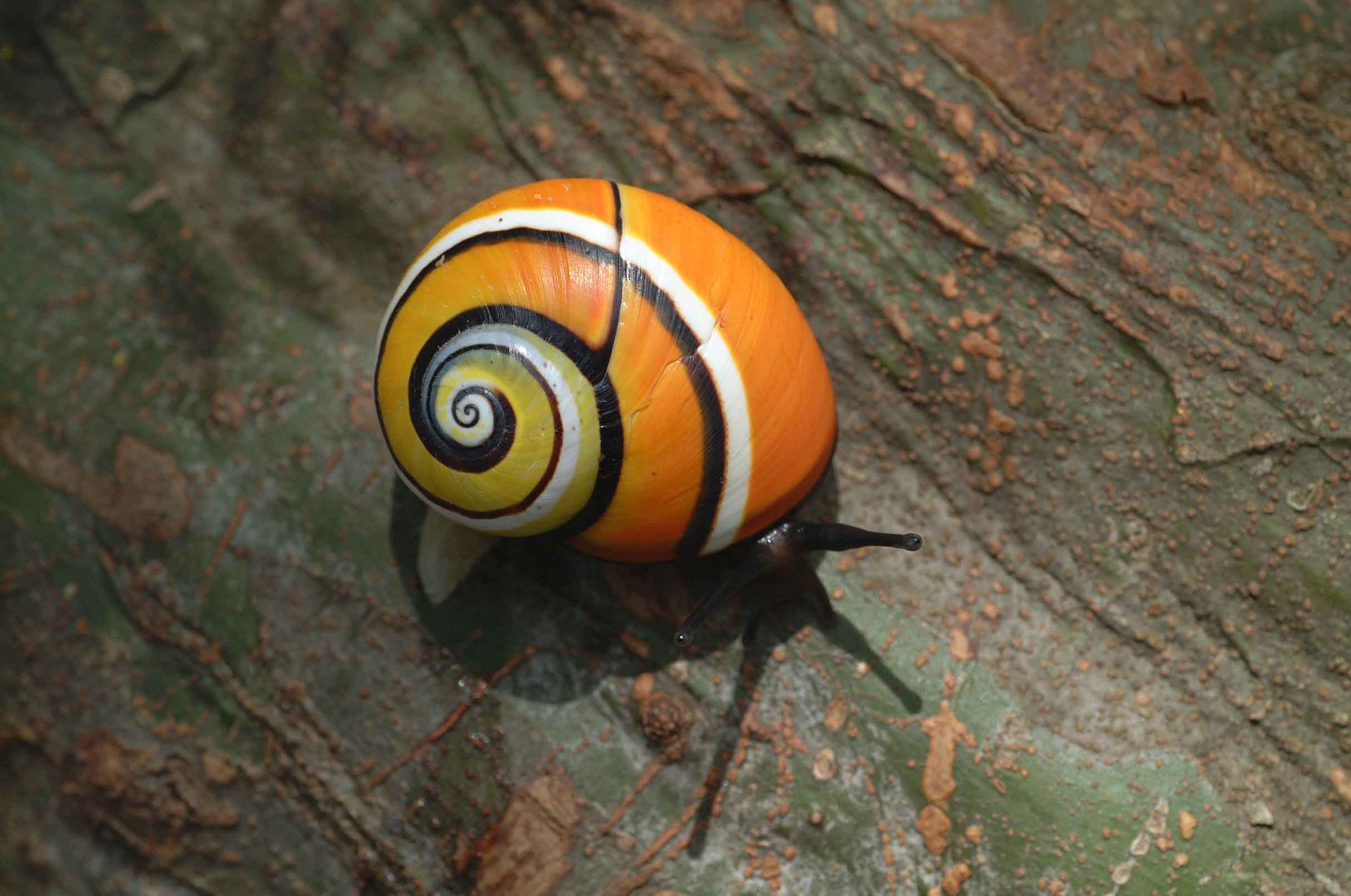 News - World’s most beautiful endangered snail crowned Mollusc of the ...