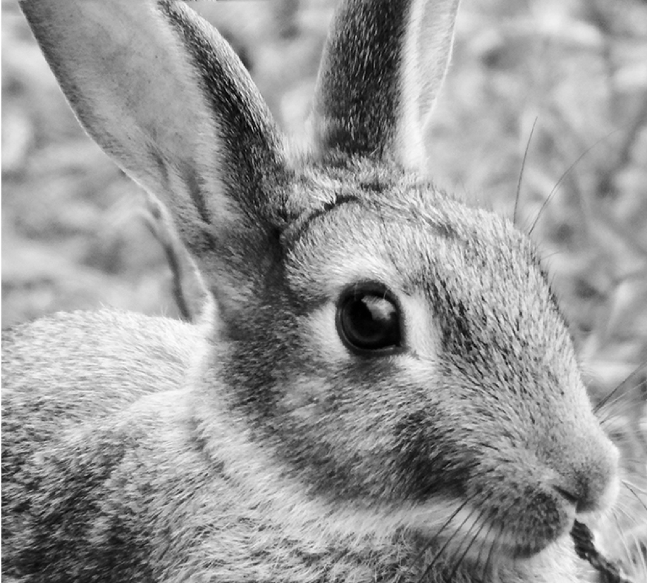 News - Cute rabbit survey uncovers most popular bunny face - University ...