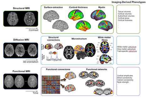 Image analytics, quantification and modelling - The University of ...
