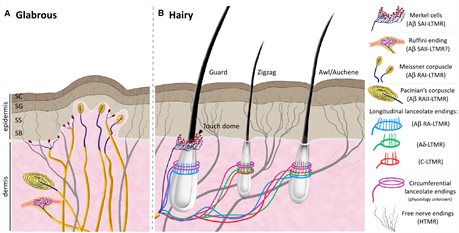 Sense of Touch - The University of Nottingham