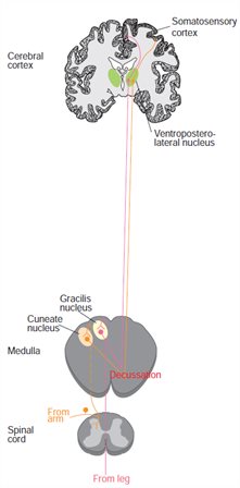 Sense of Touch - The University of Nottingham