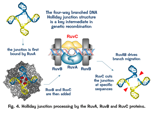 Holliday junction resolvases; Holliday Junction Resolvase; Resolvases ...