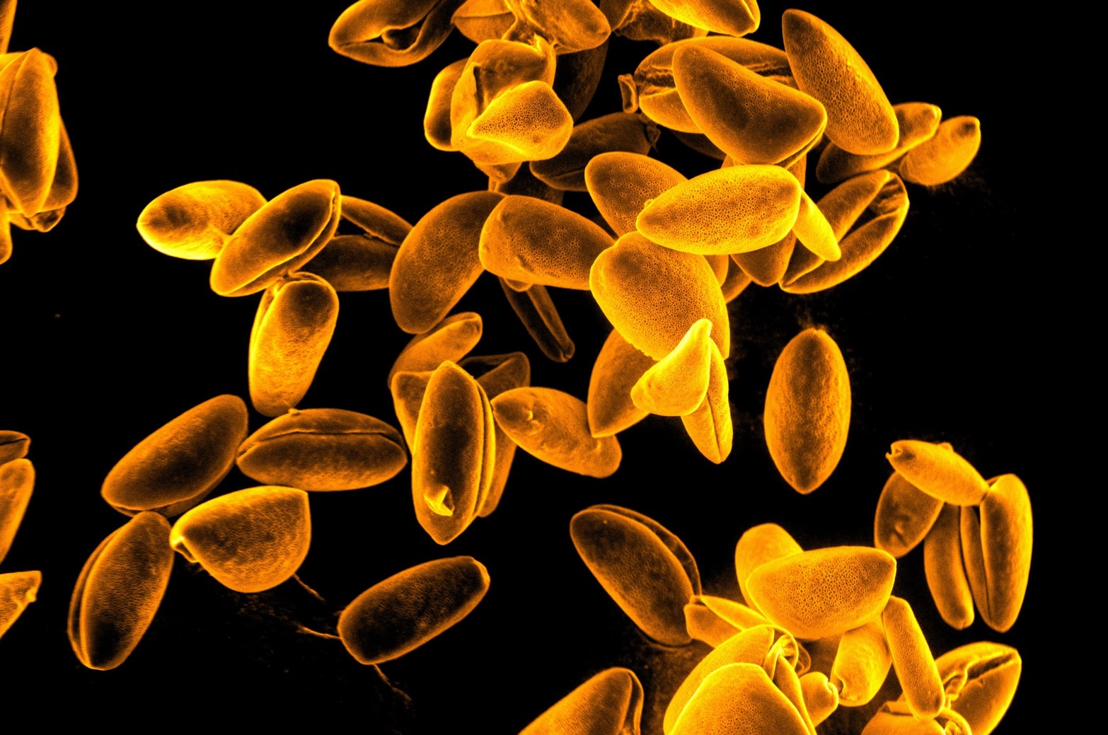 Under the Microscope - The University of Nottingham