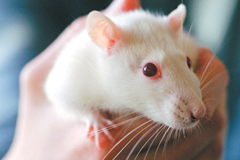 Impact - The University of Nottingham