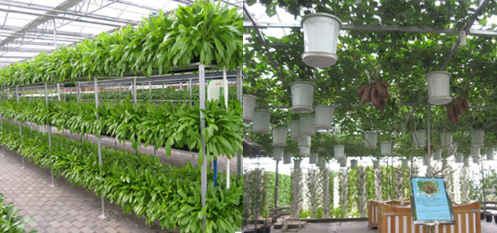 Urban Agriculture - The University of Nottingham